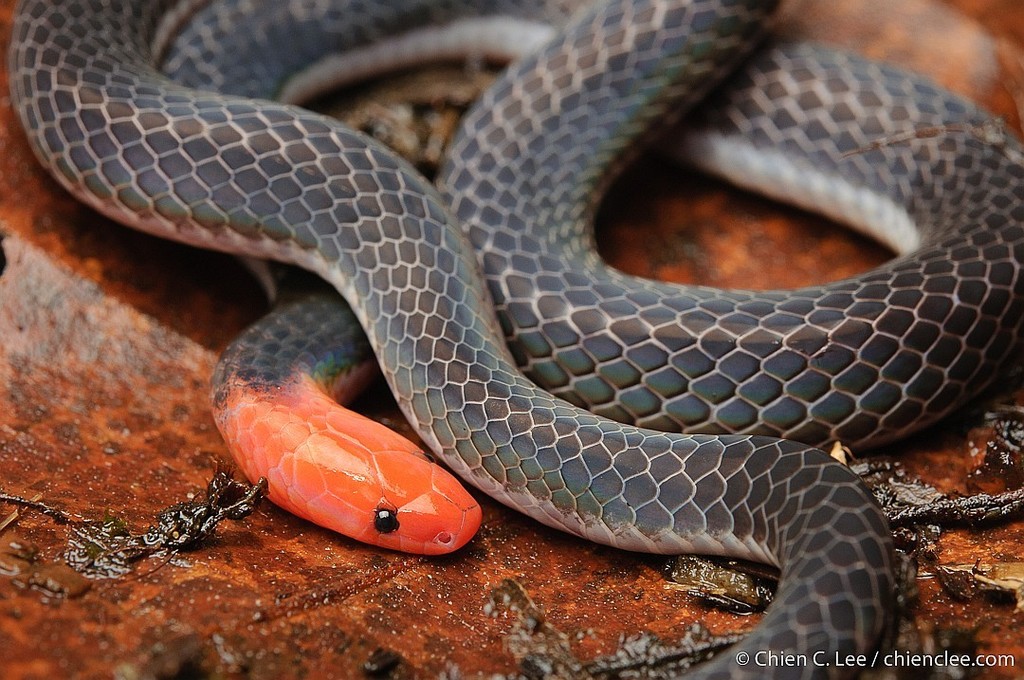 Pink-headed Reed Snake from Petra Jaya, Kuching, Sarawak, Malaysia on ...