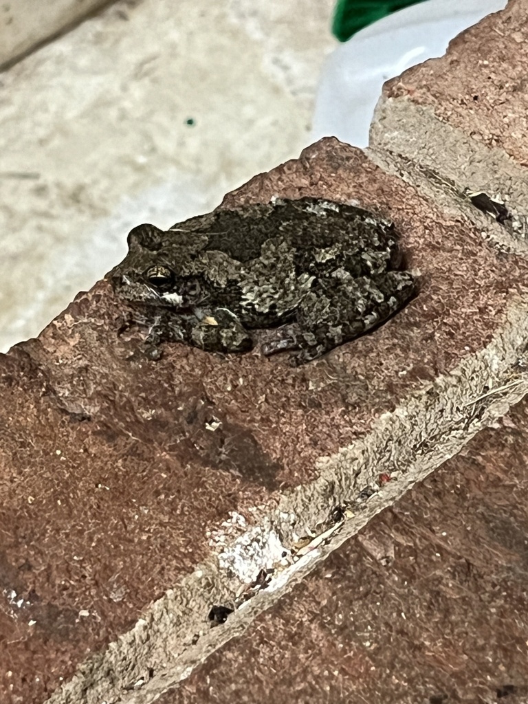 Gray Treefrog Species Complex in August 2024 by Jeremy Weeks Joyner ...