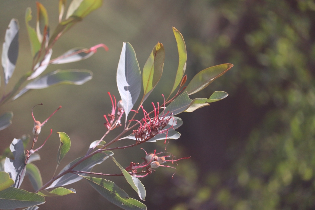 Protea family from Flinders, AU-QL, AU on August 08, 2024 at 02:04 PM ...