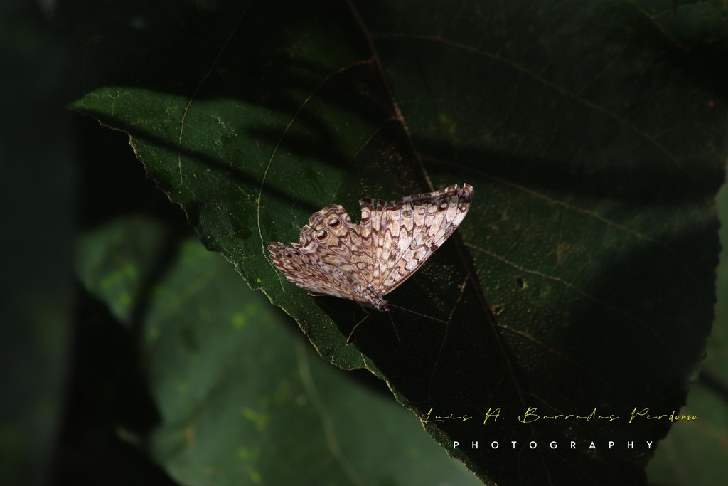 Hamadryas februa ferentina from Nido del Halcón, Col Santa Bárbara, Ver ...