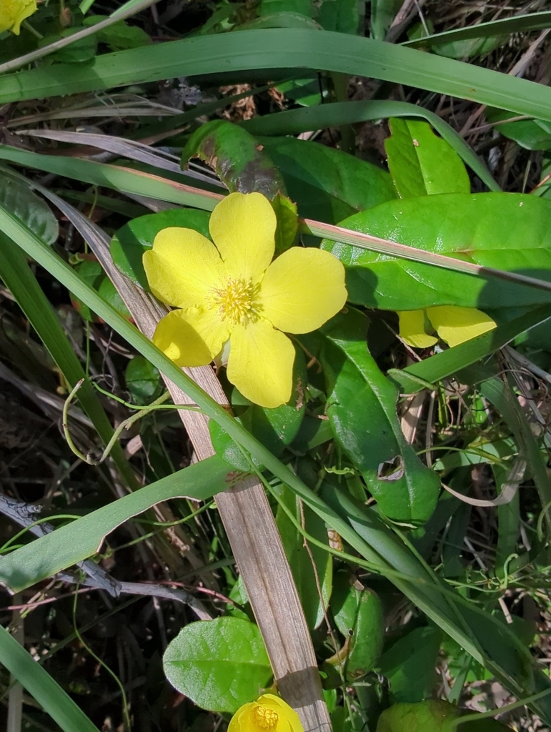 guinea-flowers from Bateau Bay NSW 2261, Australia on August 9, 2024 at ...