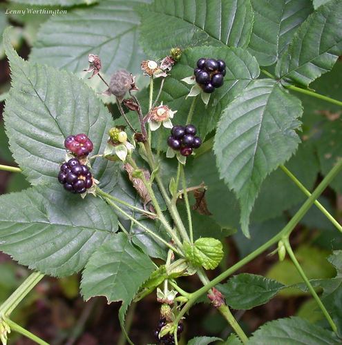 Rubus Canadensis
