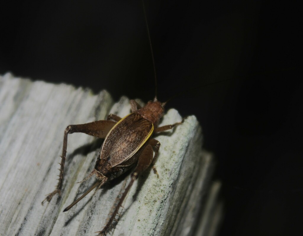 Restless Bush Cricket from Nags Head, NC 27959, USA on August 8, 2024 ...
