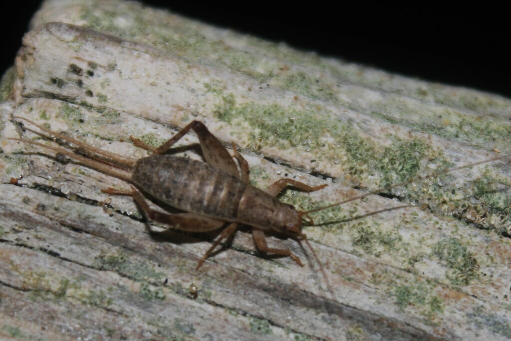 Common Scaly Crickets from Nags Head, NC 27959, USA on August 8, 2024 ...
