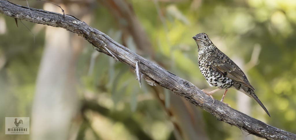 Bassian Thrush from Canberra Central, ACT, Australia on August 8, 2024 ...