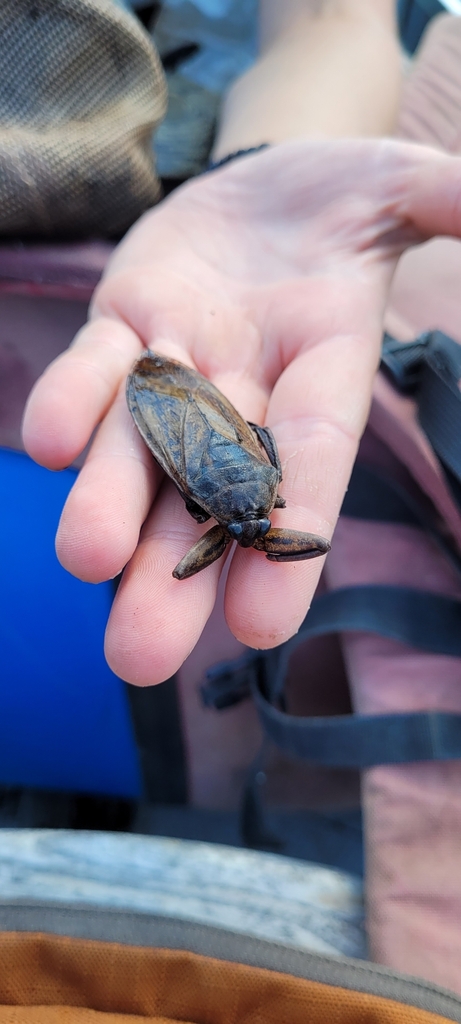 American Giant Water Bug on August 8, 2024 at 11:57 AM by Raquel🐌 ...