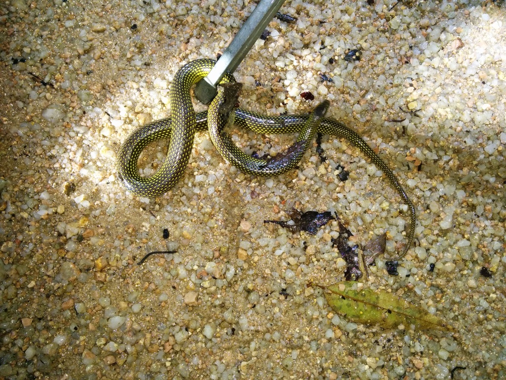 Yellow-spotted mountain stream snake (Opisthotropis maculosa) - Snakes ...
