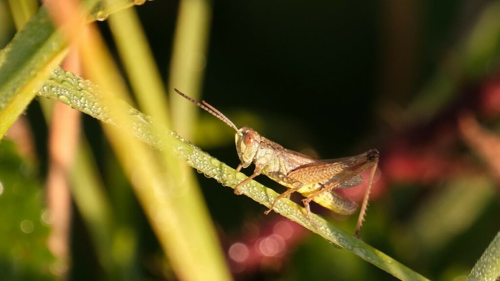 Meadow Grasshopper from Saint-Coulomb, France on August 5, 2024 at 07: ...