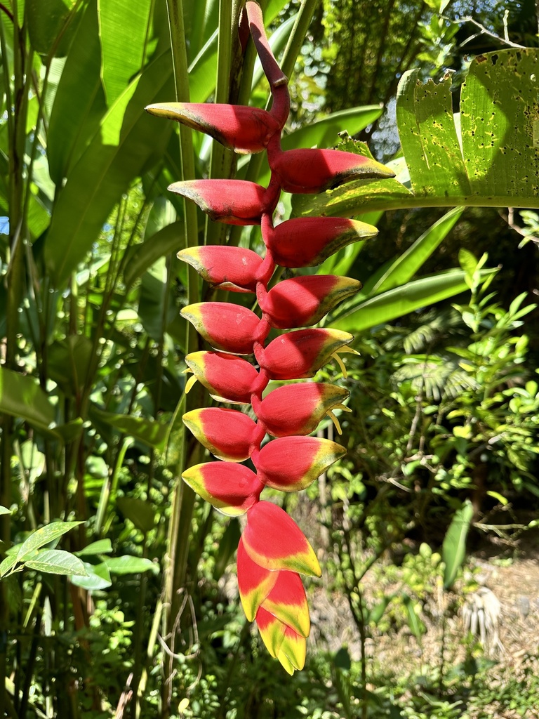 Hanging Lobster Claw Heliconia from Ba, FJ-W, FJ on August 9, 2024 at ...