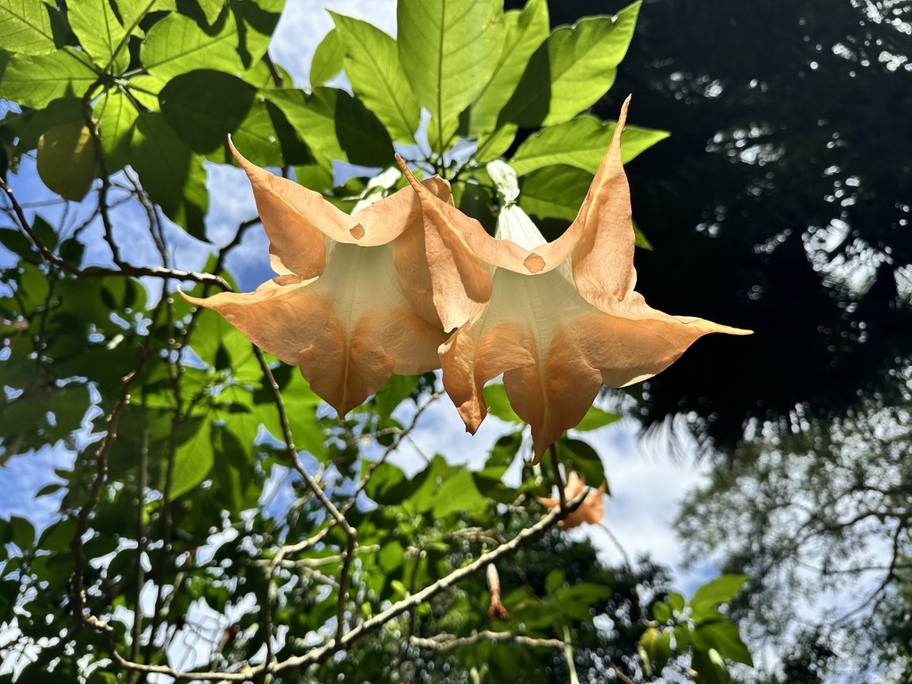 angel's trumpets from Garden of the Sleeping Giant, Fiji, FJ on August ...