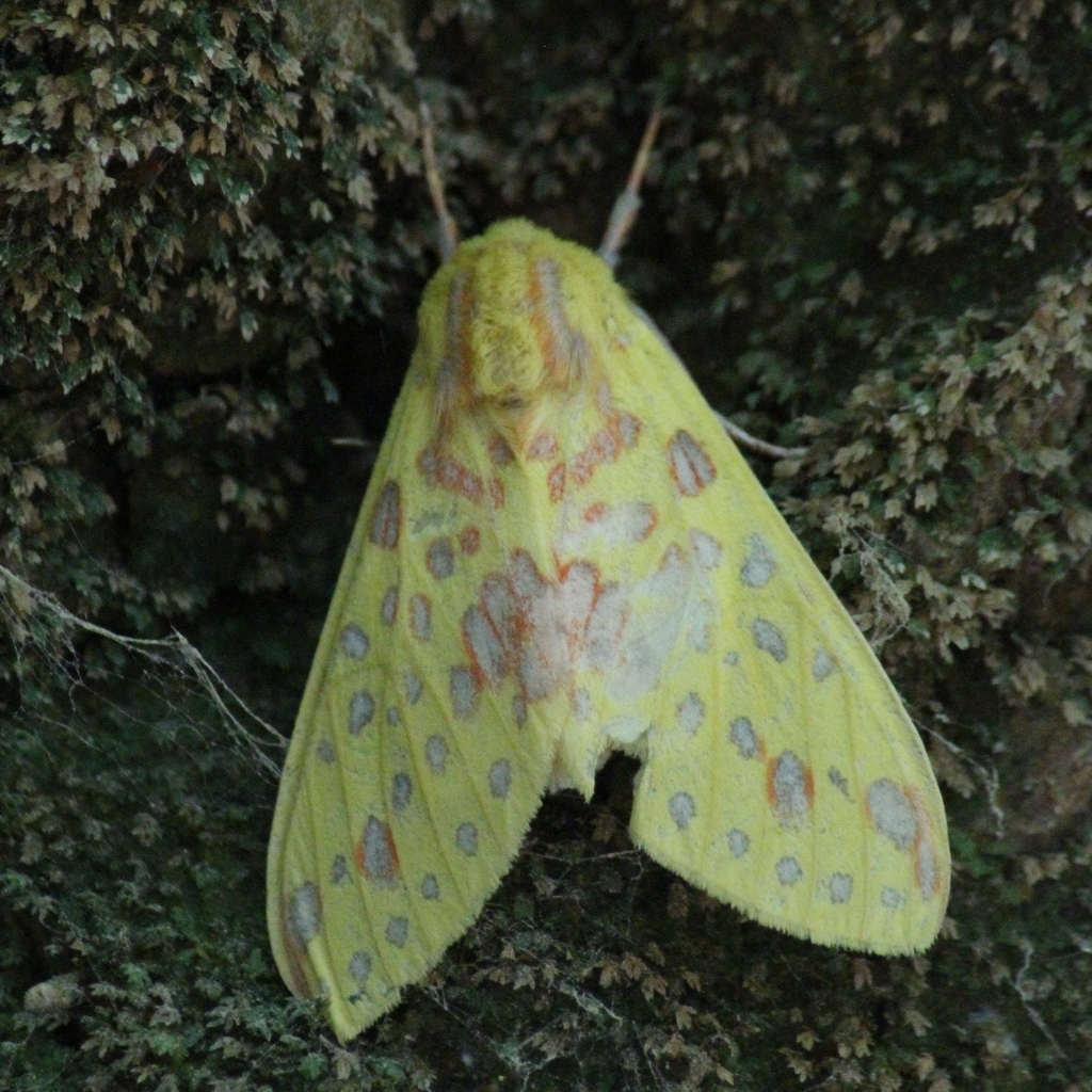 Symphlebia from 46993 Jal., México on April 16, 2024 at 03:25 PM by ...