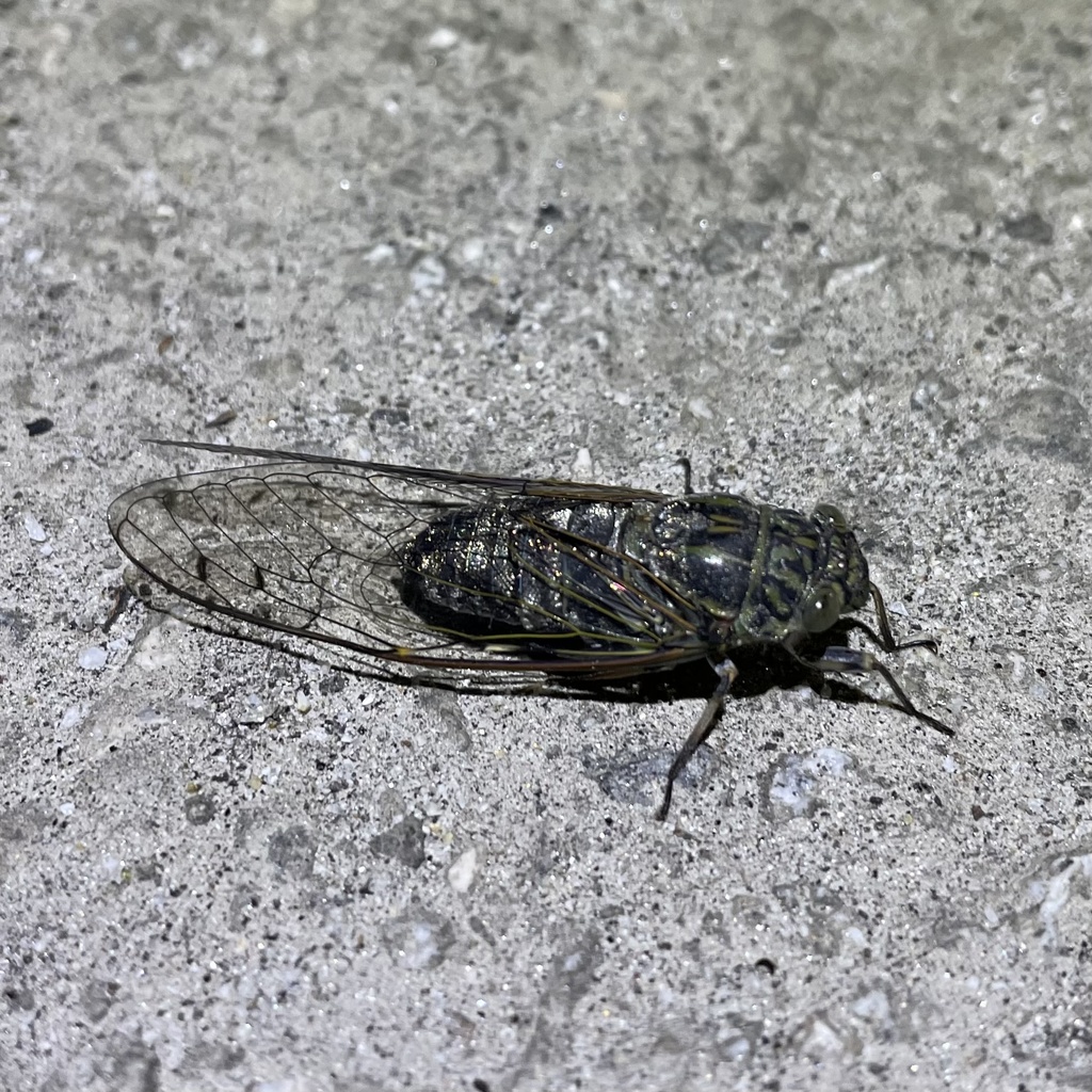 Elongate Cicada from Korean Minjok Leadership Academy, 강원도, KR on August 6, 2024 at 11:02 PM by ...