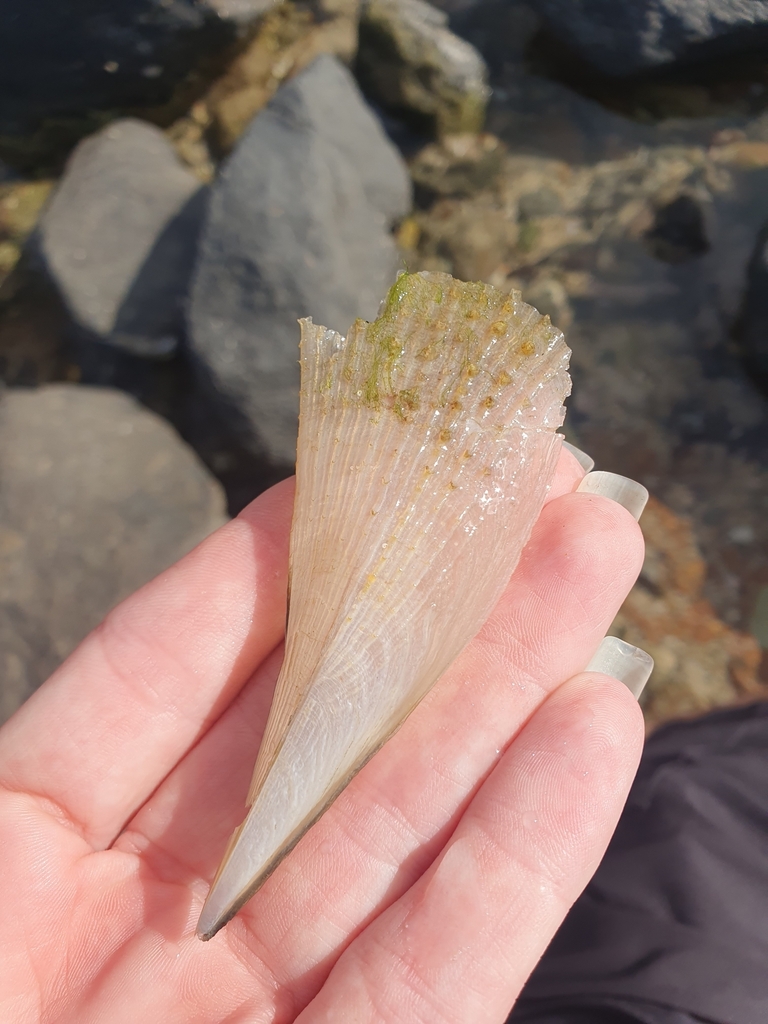 common razor clam in August 2024 by Janice Hipperson · iNaturalist