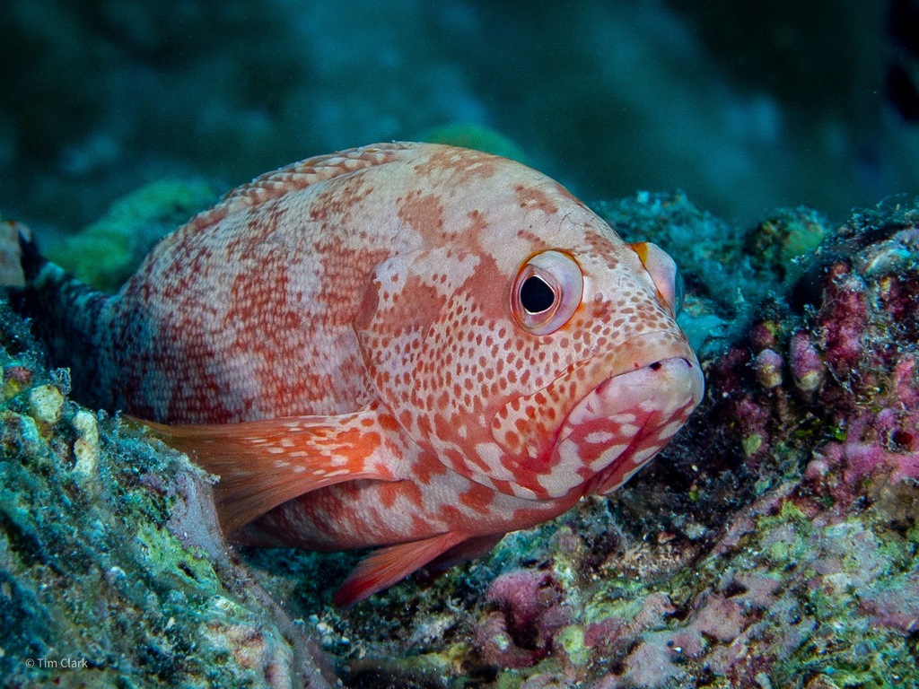 Flagtail Grouper from North Pacific Ocean, Guam, US on August 4, 2024 ...