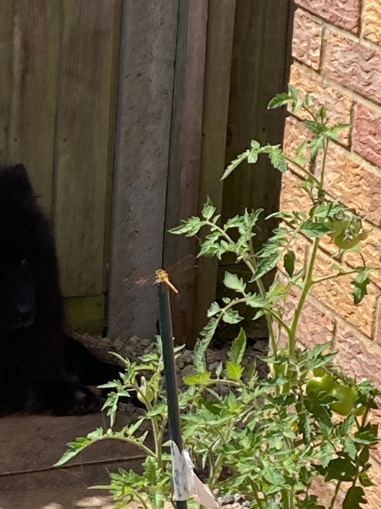 Common Darter from Hedge End on August 9, 2024 by Megan Loach · iNaturalist