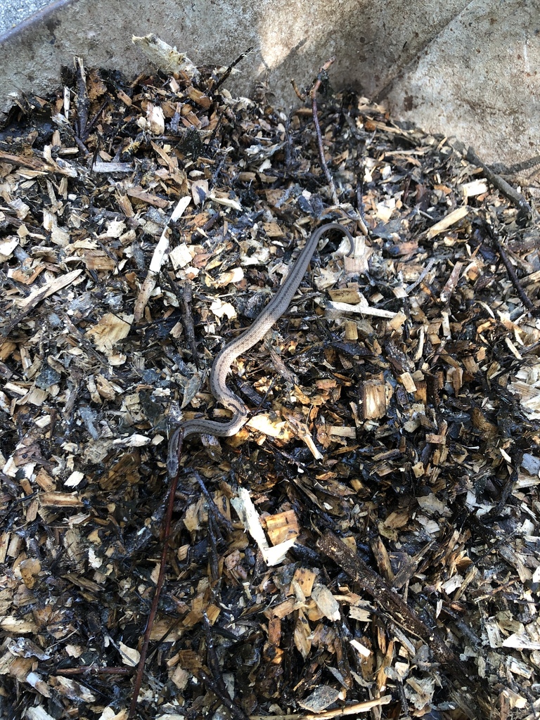 Dekay's Brownsnake from 1015 Waverly Rd, Gladwyne, PA, US on June 12 ...