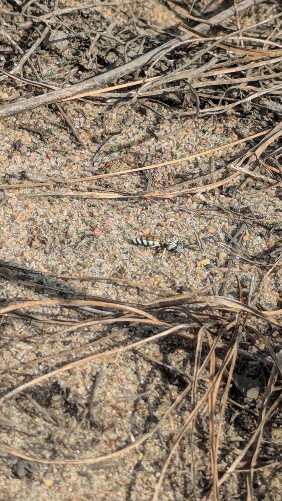 Microbembex monodonta from Union Township, MO 64437, USA on August 9 ...