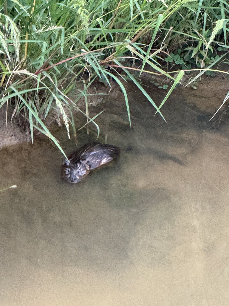 Muskrat from University of Virginia, Charlottesville, VA, US on August ...