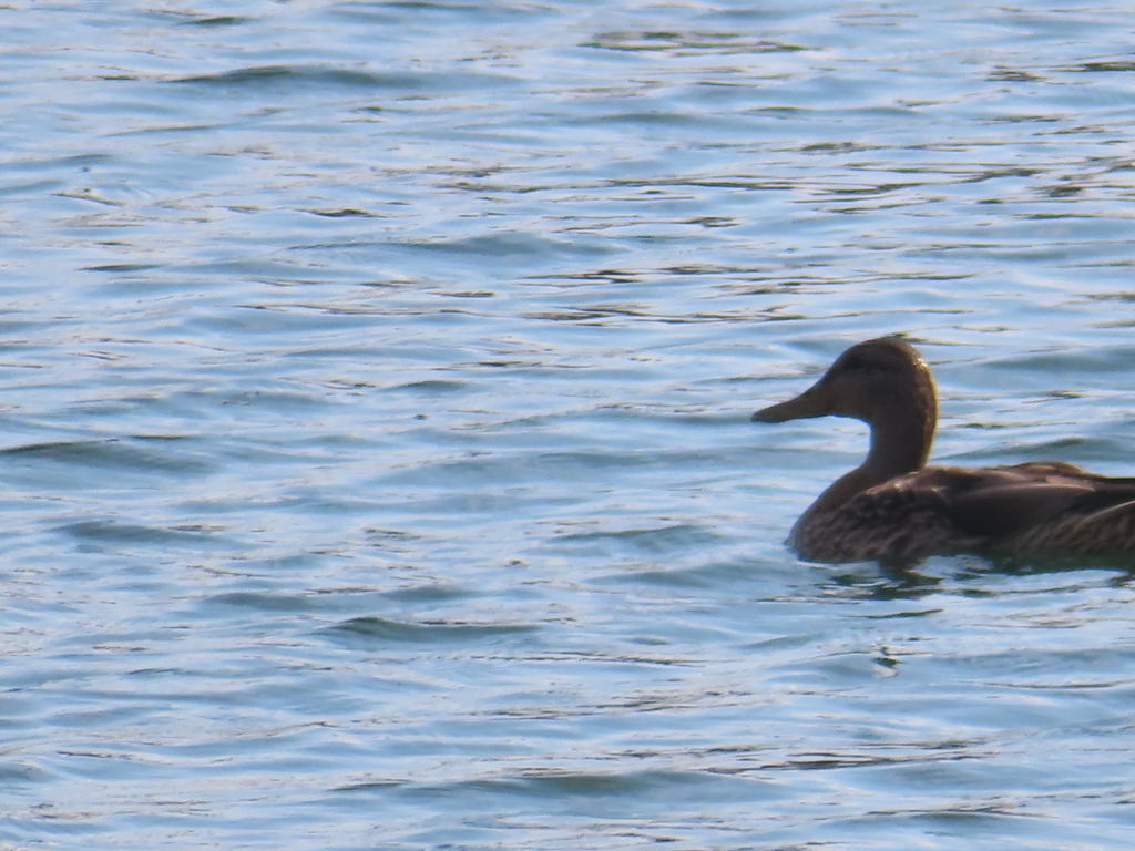 Mallard from Owen Sound, ON, Canada on August 9, 2024 at 09:17 AM by ...