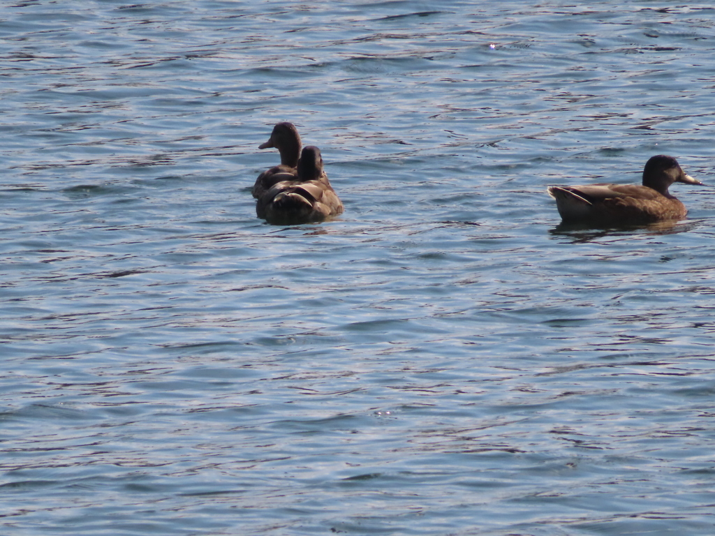 Mallard from Owen Sound, ON, Canada on August 9, 2024 at 09:17 AM by ...