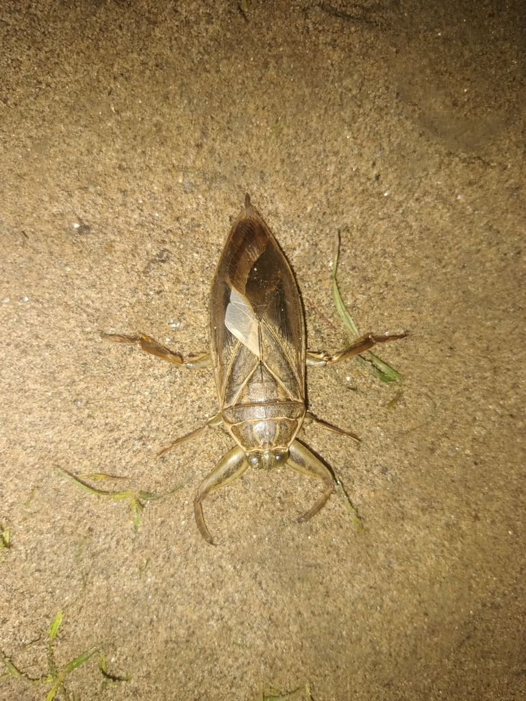 Indo-East Mediterranean Giant Water Bug from W5V3+3P Green Meadows Eco ...
