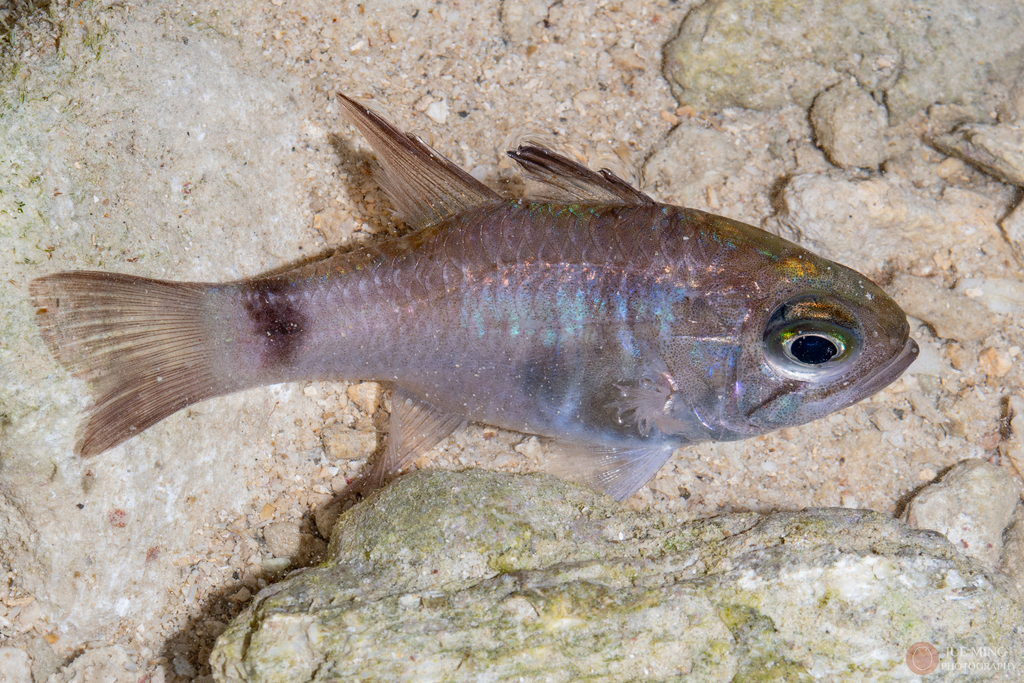 Ghost Cardinalfish from 中国三亚市吉阳区小东海 邮政编码: 572004 on June 3, 2024 at 10: ...