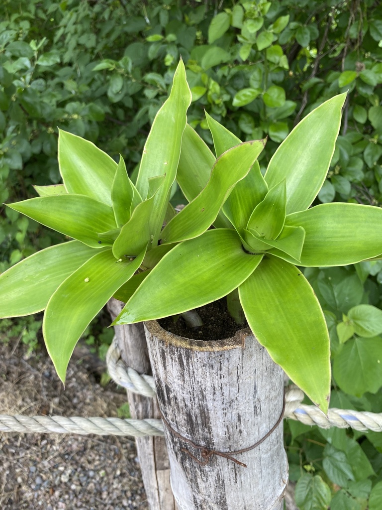 False Bromeliad Plant from Cosalá, Sin., MX on August 9, 2024 at 10:09 ...