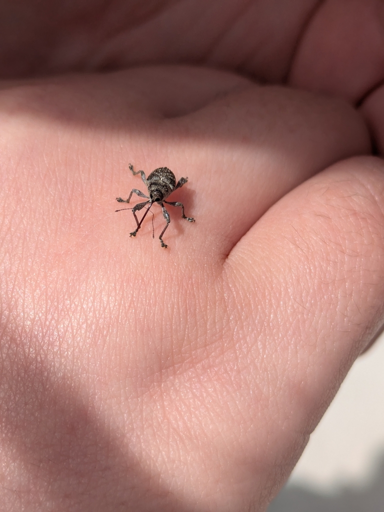 Large Chestnut Weevil from Lowry Hill, Minneapolis, MN, USA on August 9 ...