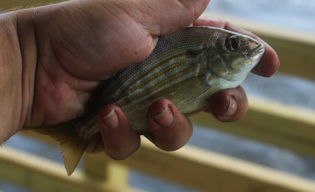 Pinfish from Dare County, NC, USA on August 9, 2024 at 12:48 PM by ...