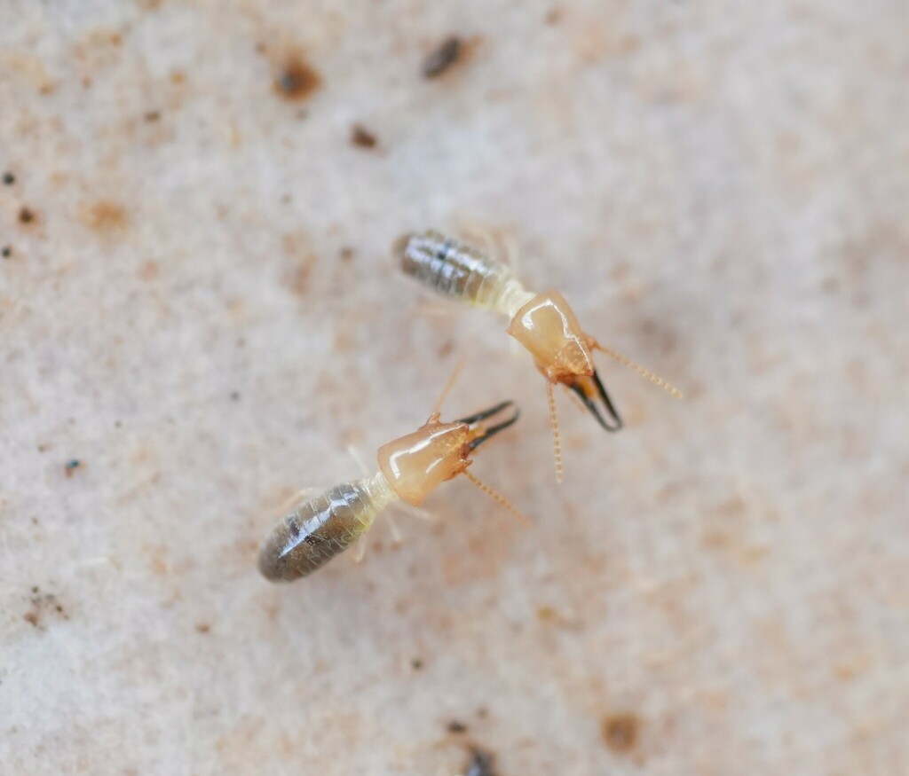 Tuberculitermes bycanistes from Nguinda, Camerun on November 23, 2023 ...