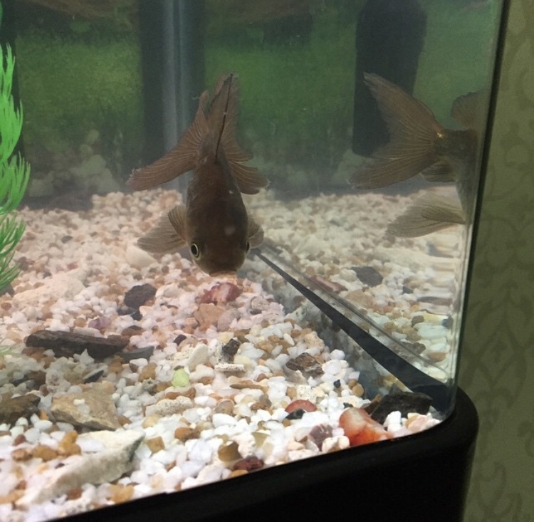 Goldfish from Street 5, Abu Dhabi, Abu Dhabi, AE on June 12, 2019 at 06 ...