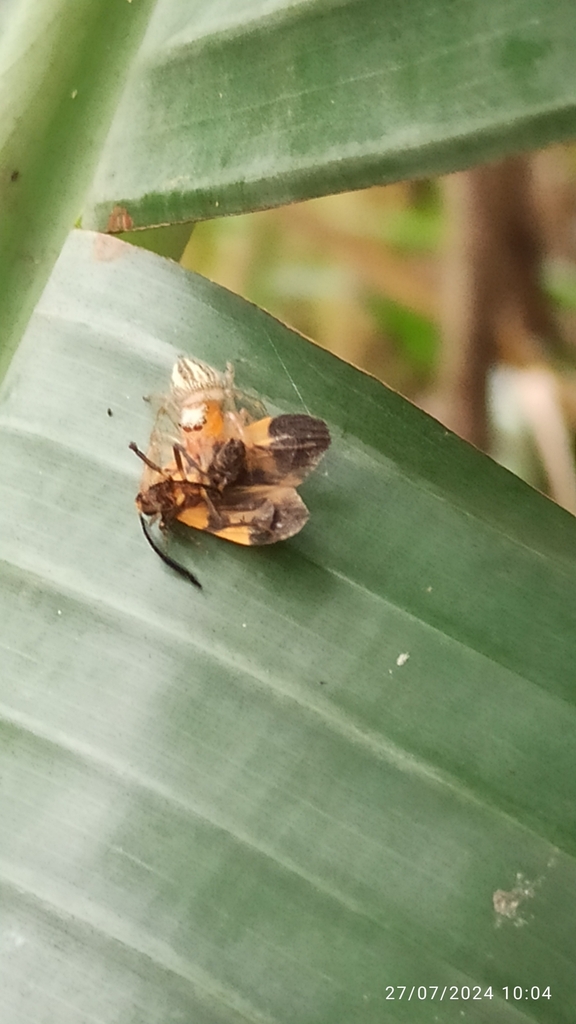 Jumping Spiders from GJRQ+WVJ, Provincia de Puntarenas, Tigre, Costa ...