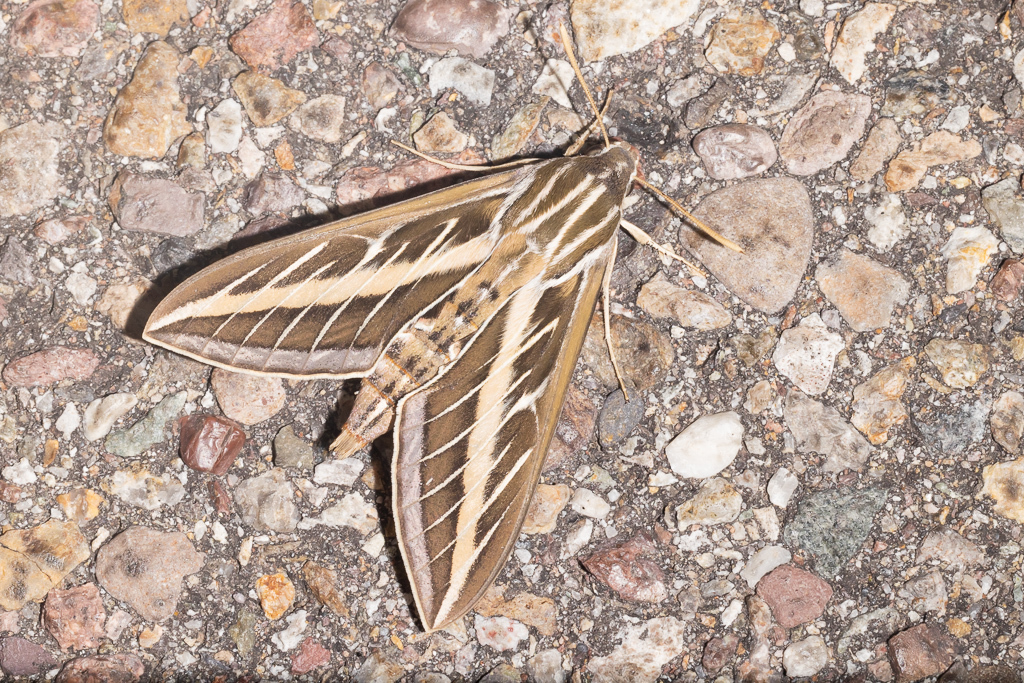 White-lined Sphinx from Pima County, AZ, USA on August 8, 2024 at 08:57 ...
