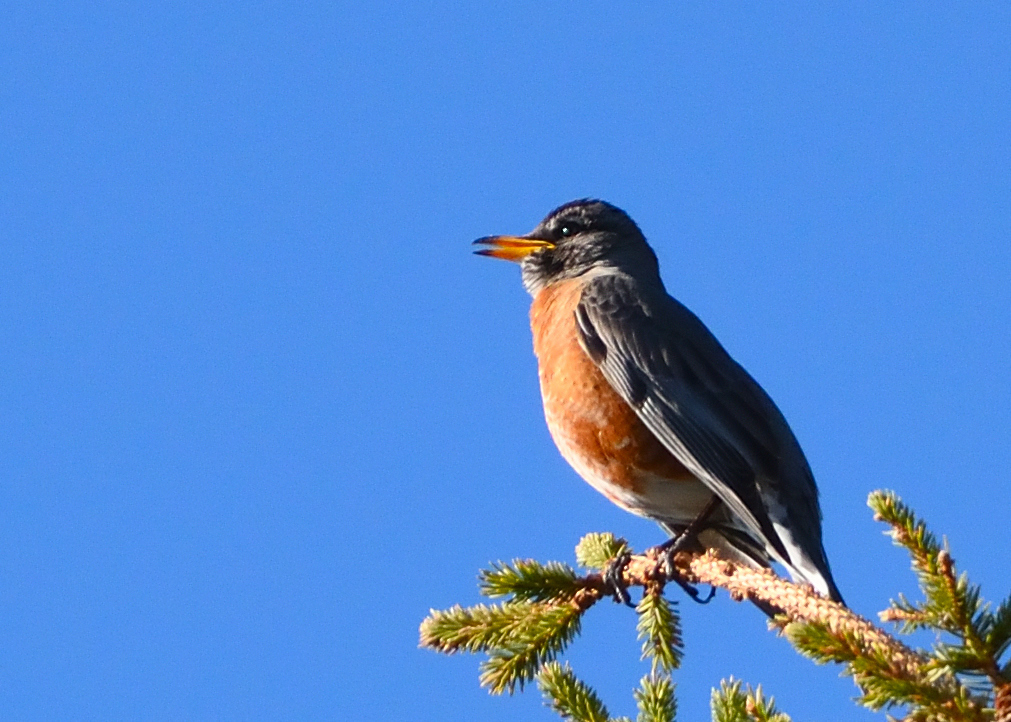 American Robin from Calgary, AB T2Y 3B6, Canada on April 21, 2019 at 10 ...
