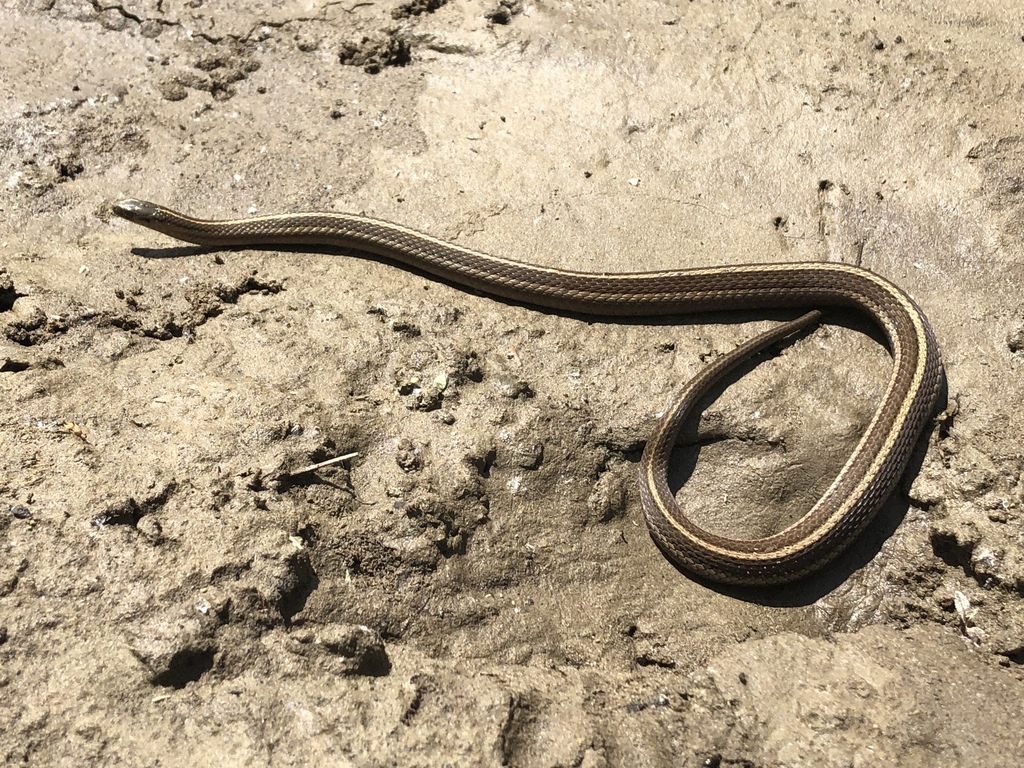 Short-headed Garter Snake in June 2019 by Alejandra Lewandowski. Along ...