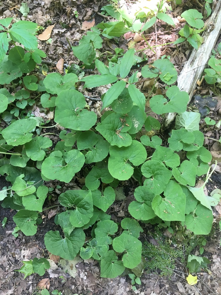 Canadian wild ginger from Regional Municipality of Waterloo, CA-ON, CA ...