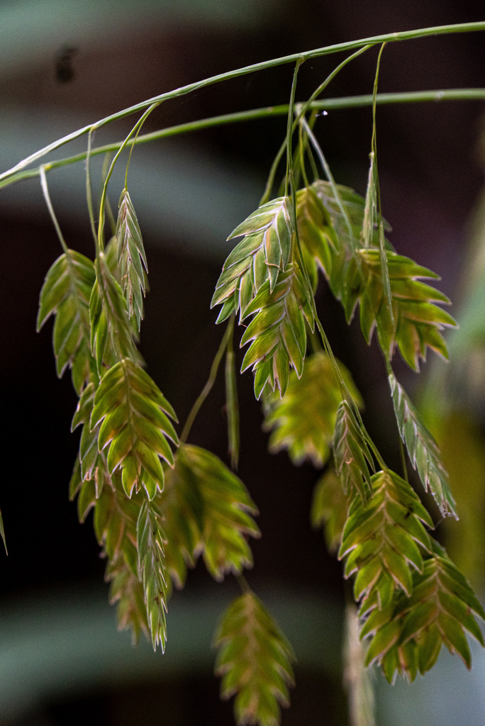inland wood oats from Nature Center, Colleyville, TX, US on August 9 ...