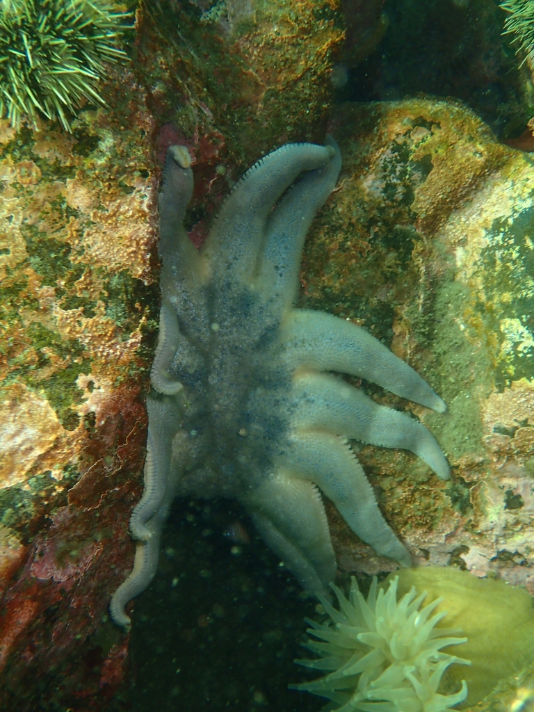 Morning sun star from Capital Regional District, BC, Canada on August 9 ...