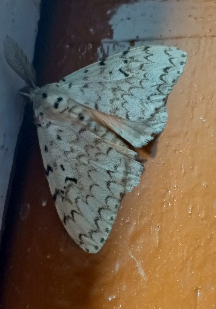 Lymantria brotea from WFQJ+GVM, Yang Makum Khasmahal, West Bengal ...