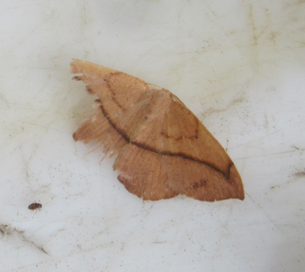 Juniper Geometer Moth from Forest Hills, PA, USA on July 15, 2024 at 07 ...