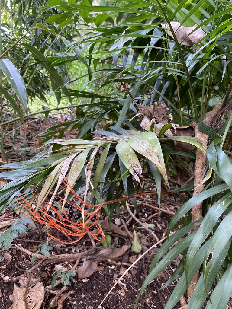 Chamaedorea from Eureka, NSW, AU on August 10, 2024 at 11:52 AM by ...