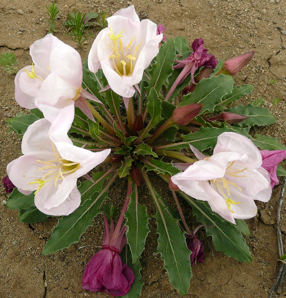 Fragrant Evening Primrose (Jimmy Camp and Corral Bluffs Plants ...