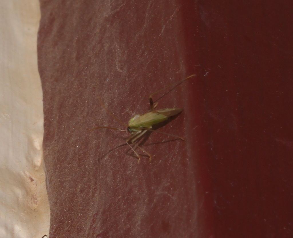 Creontiades dilutus from Orroroo SA 5431, Australia on August 8, 2024 ...