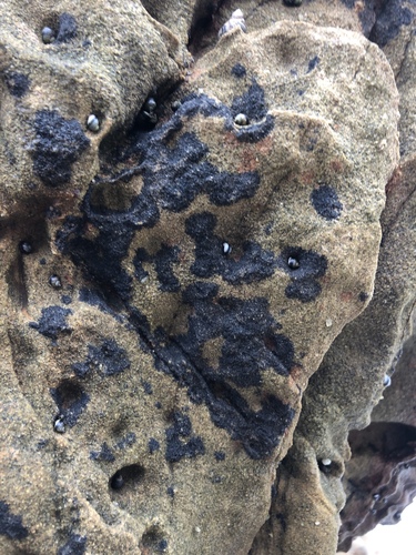 Familia Lithodermataceae · iNaturalist Mexico