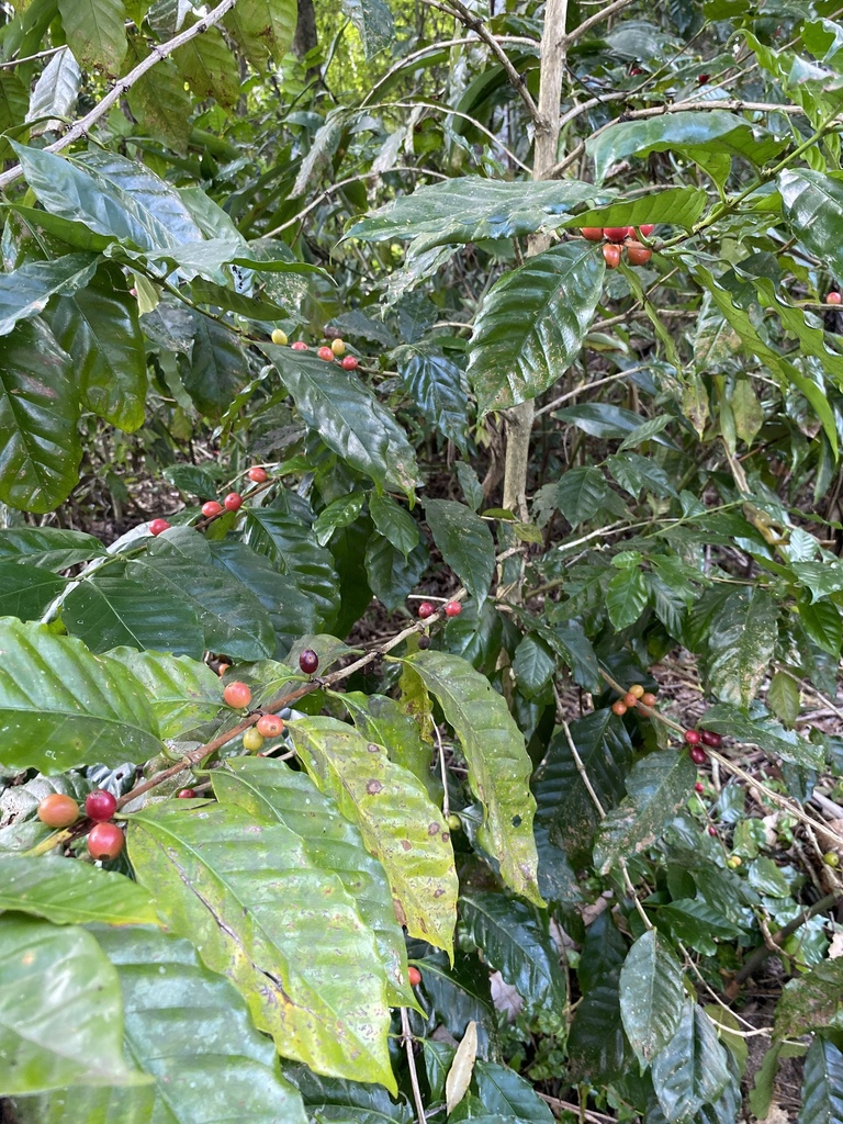 Coffee from Bencluna Rd, Eureka, NSW, AU on August 10, 2024 at 12:23 PM ...