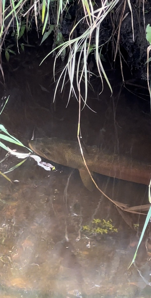 Sakhalin Taimen in August 2024 by Matthew Summerville · iNaturalist