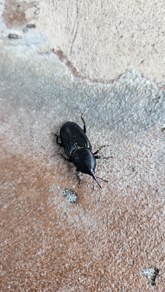 Palmetto Weevil from Orange County, US-FL, US on August 9, 2024 at 11: ...