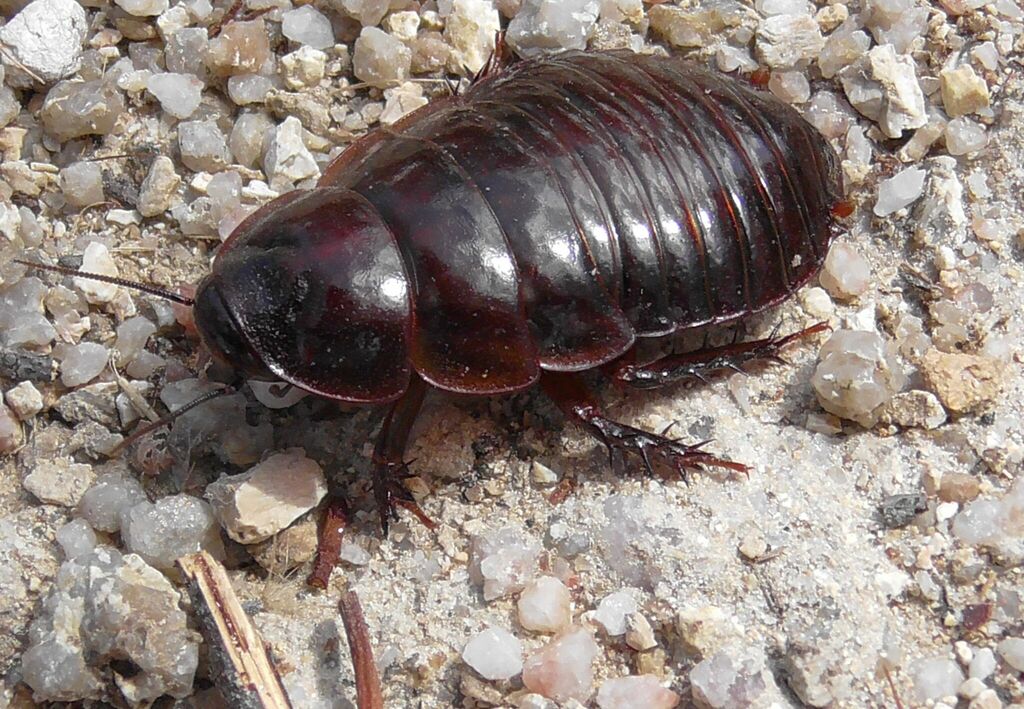Giant Burrowing Cockroach from Watsonville QLD 4887, Australia on ...