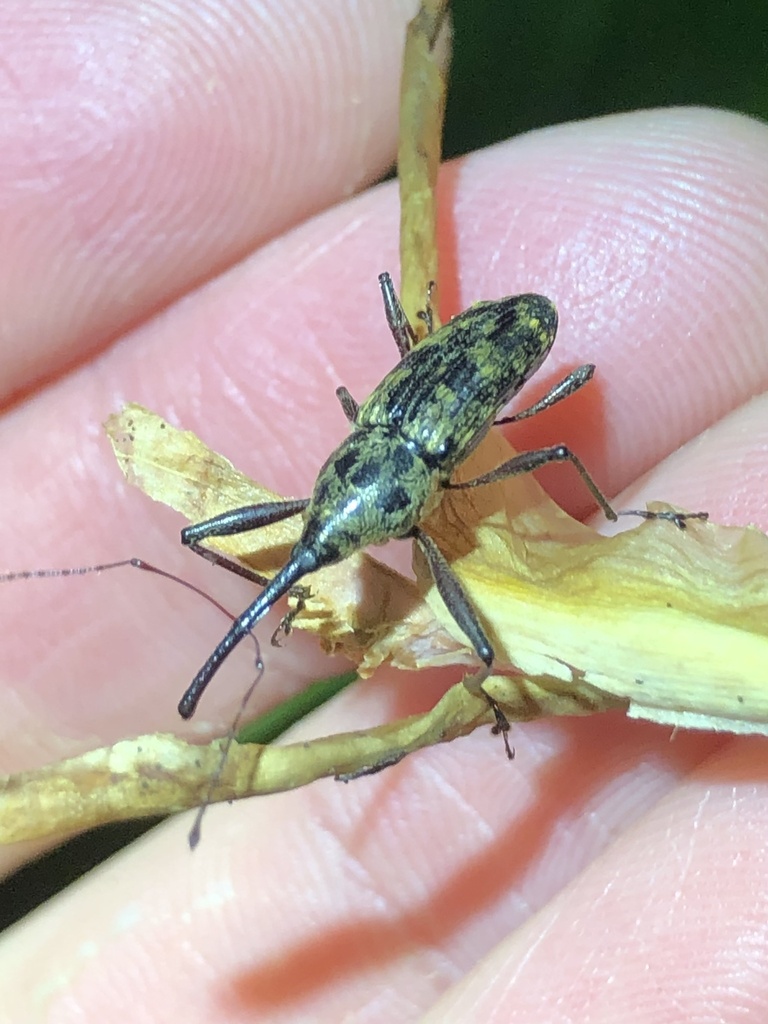 Kauai Nesotocus Weevil in August 2024 by Adrian Burke · iNaturalist