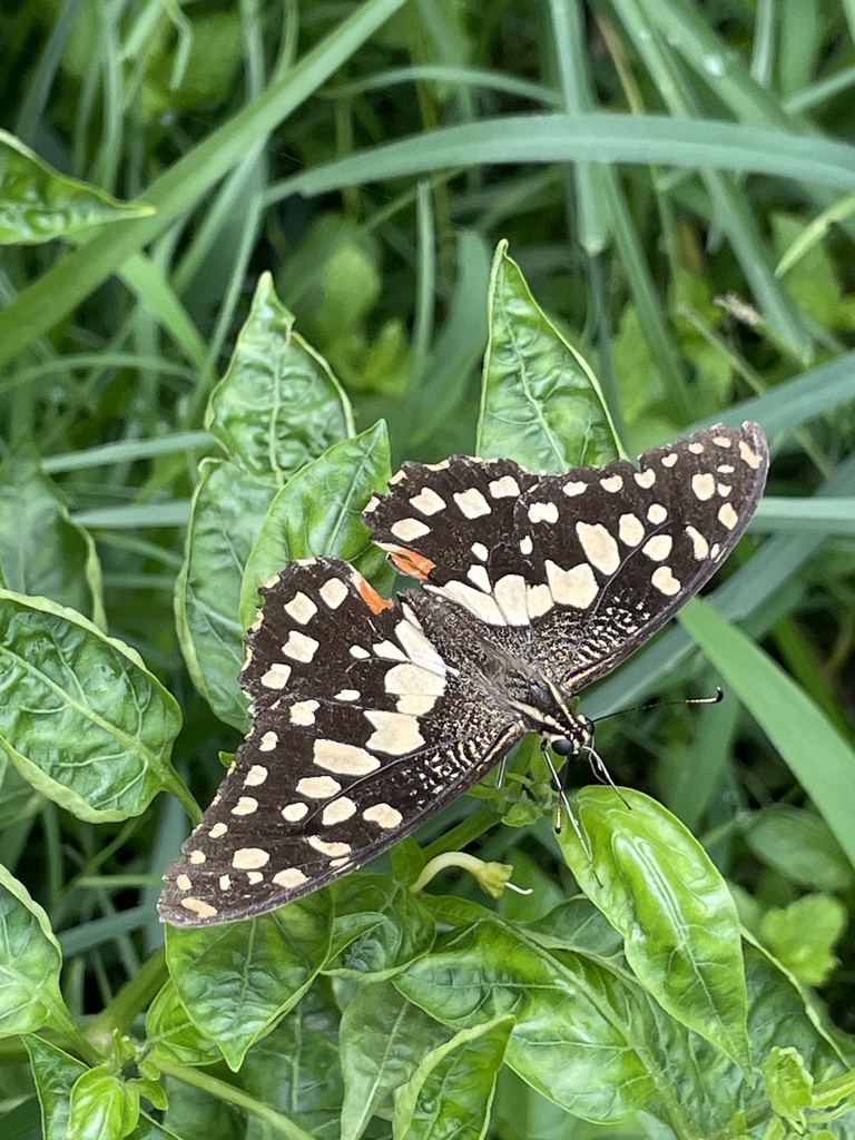 Northern Lime Swallowtail from Dhariwal Road, Gurdaspur, PB, IN on July ...